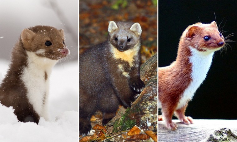 Nyest, nyuszt vagy menyét – mi lakik a padláson? | Hobbikert Magazin